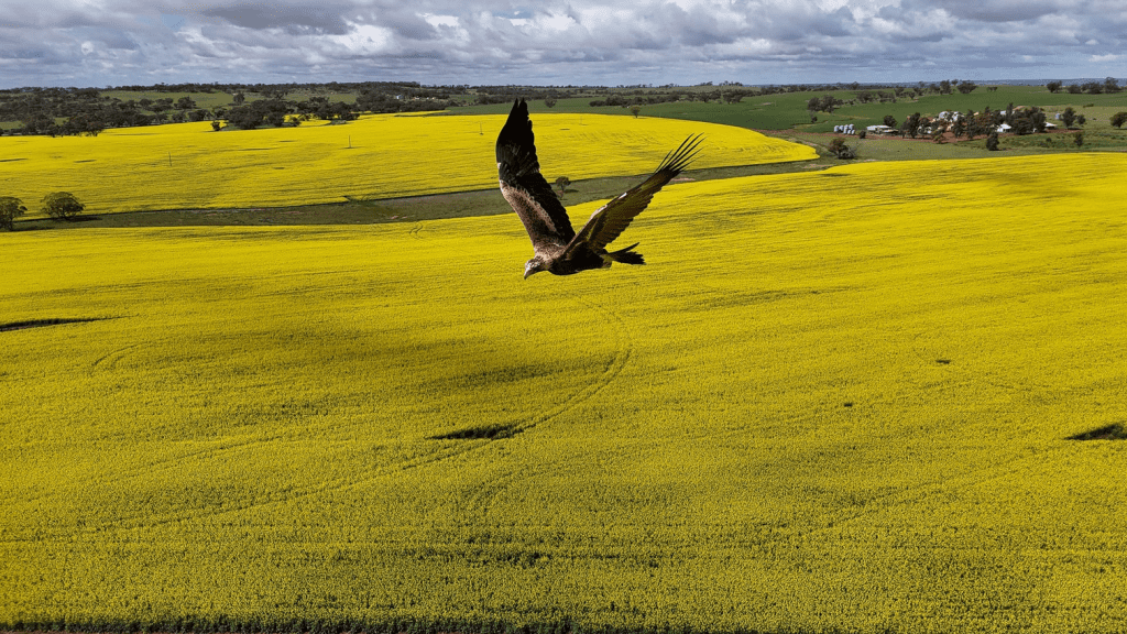 Varied WA farms invite buyers to swoop - Grain Central