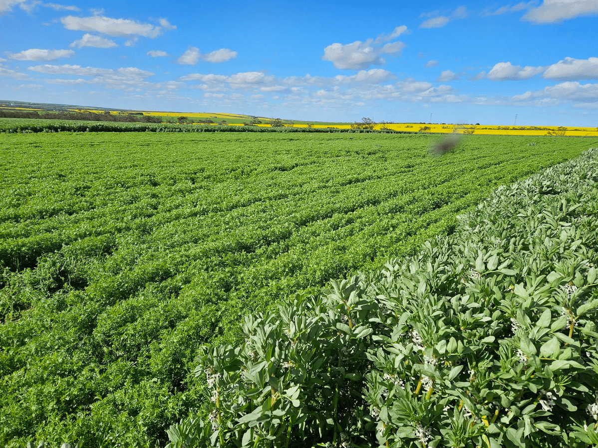 Pulse Update: Yield prospects improve, prices go south - Grain Central