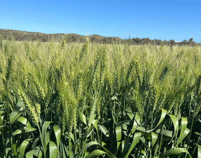 GIWA lifts forecast for WA harvest to 23.68Mt - Grain Central