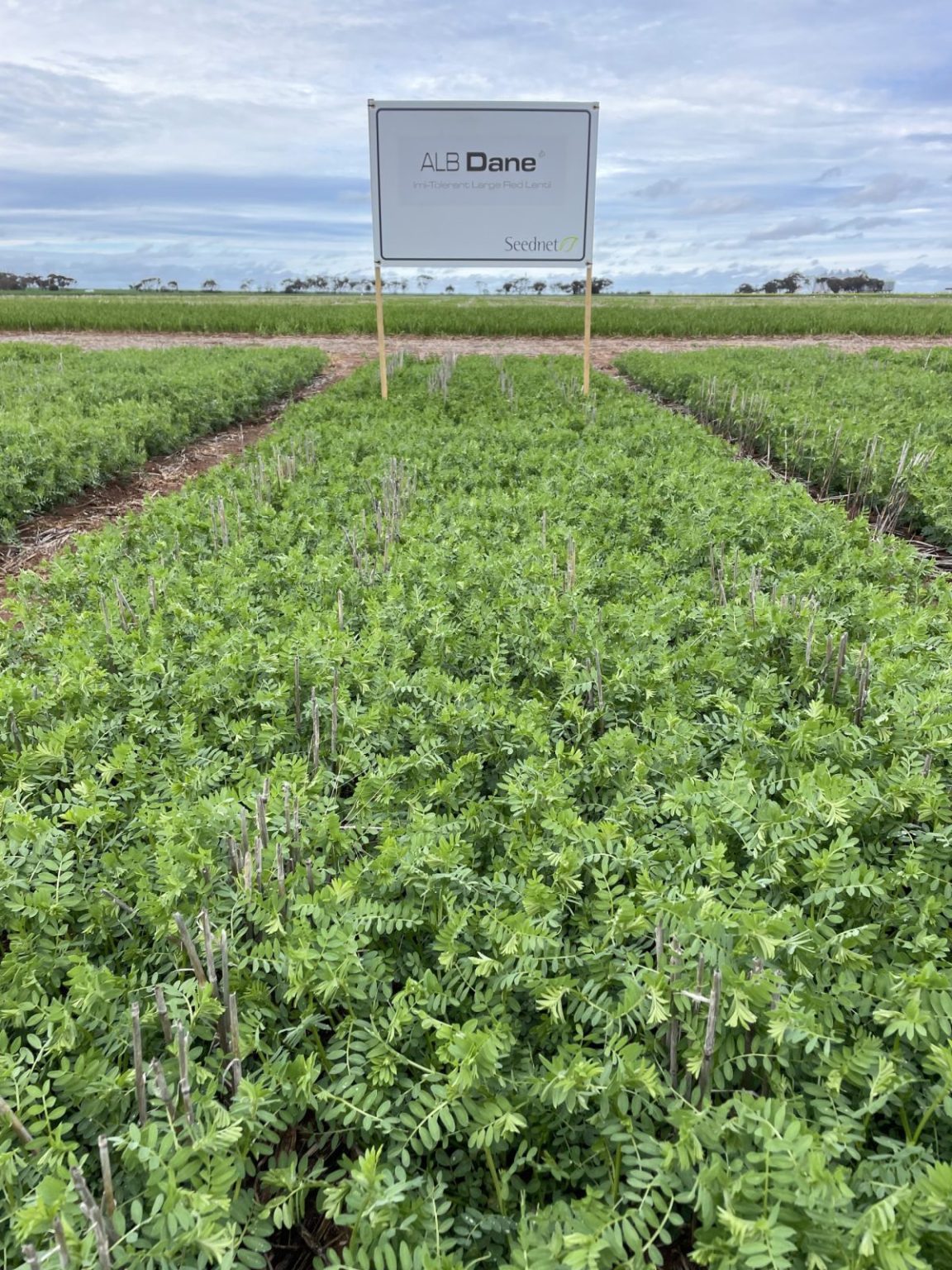 Plenty on offer with new large IMI-tolerant red lentil ALB Dane - Grain ...