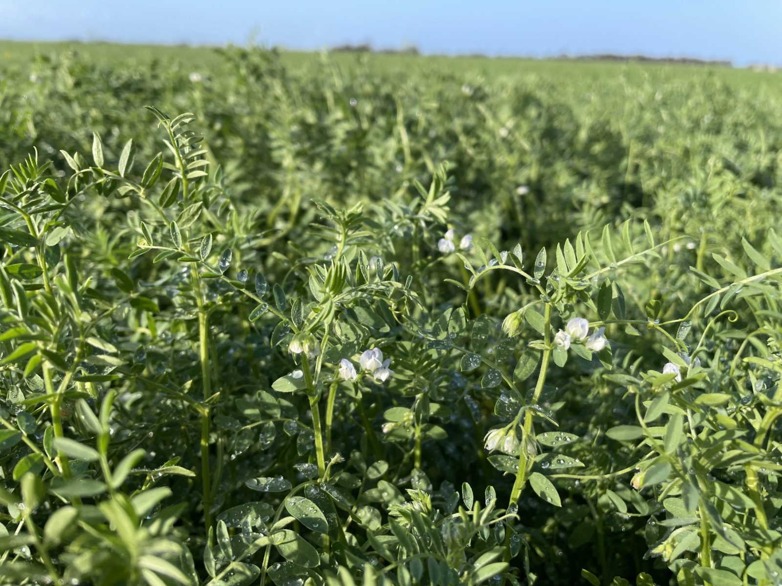 Plenty on offer with new large IMI-tolerant red lentil ALB Dane - Grain ...