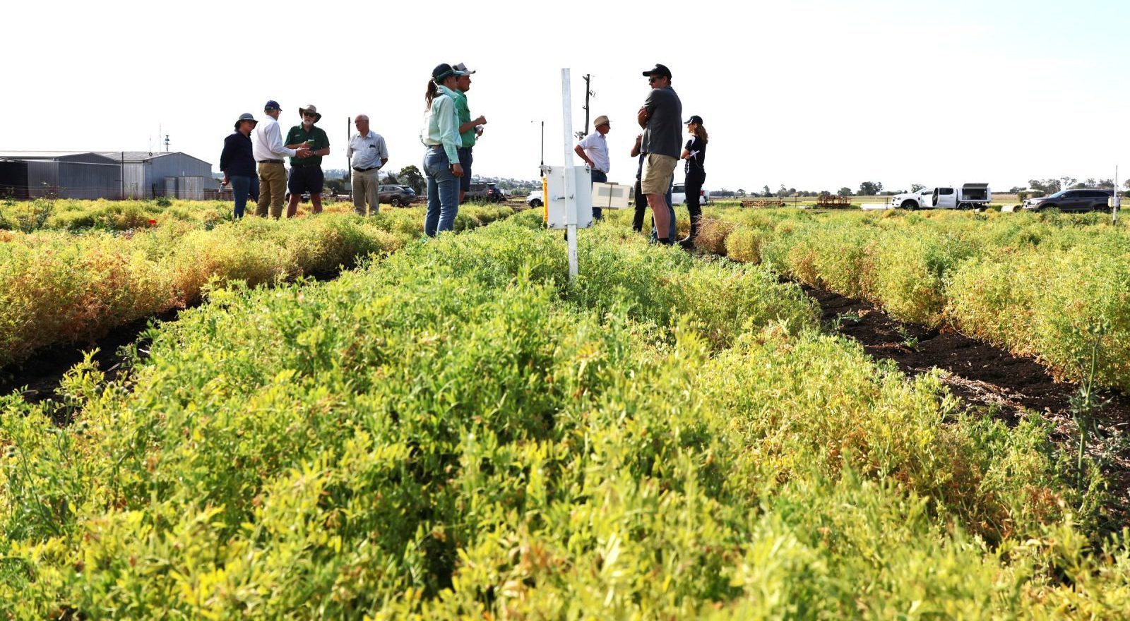 Lentil area sets record as potential explored in west, north - Grain Central