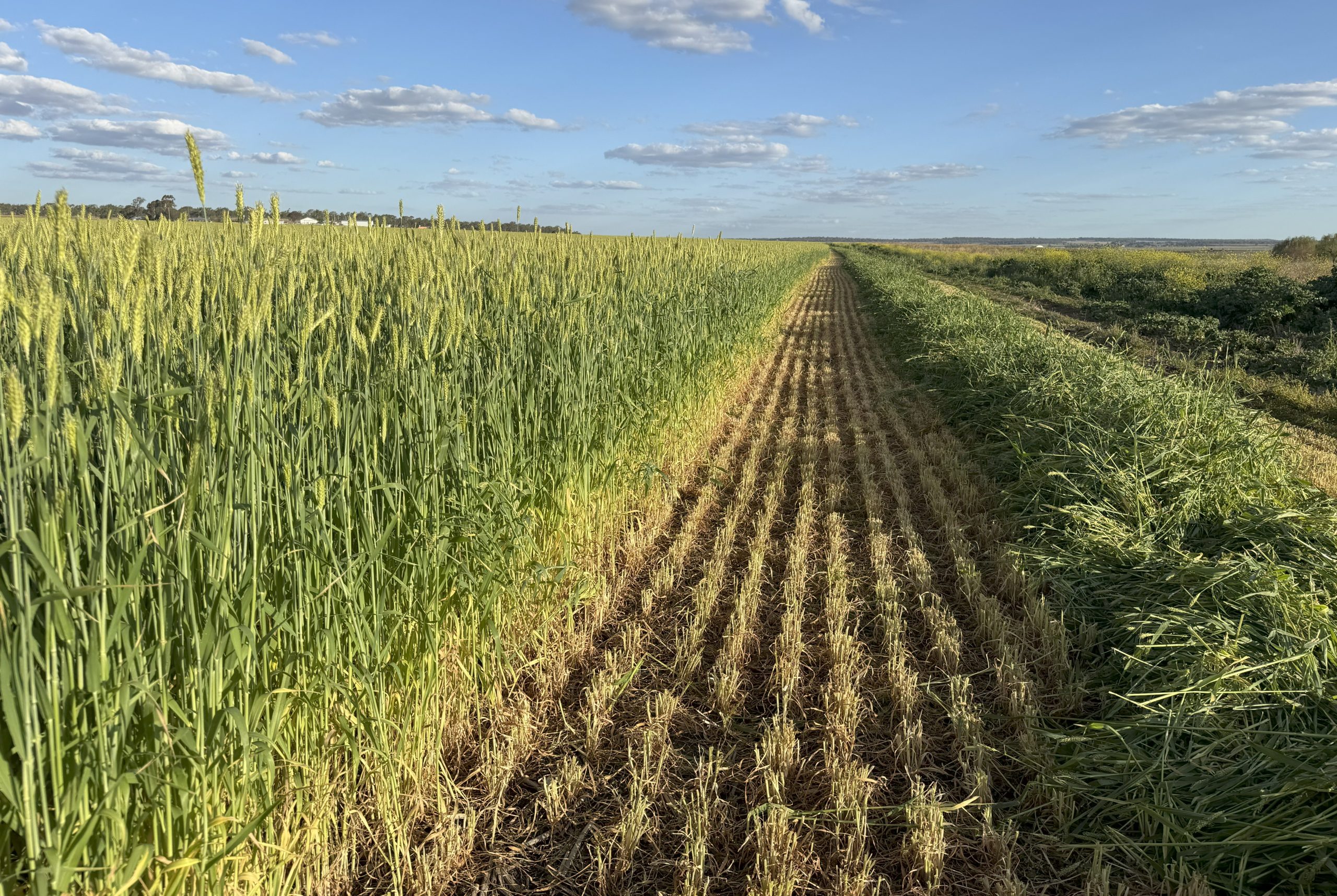 Feedgrain Focus: Northern prices stabilise as pace picks up - Beef Central