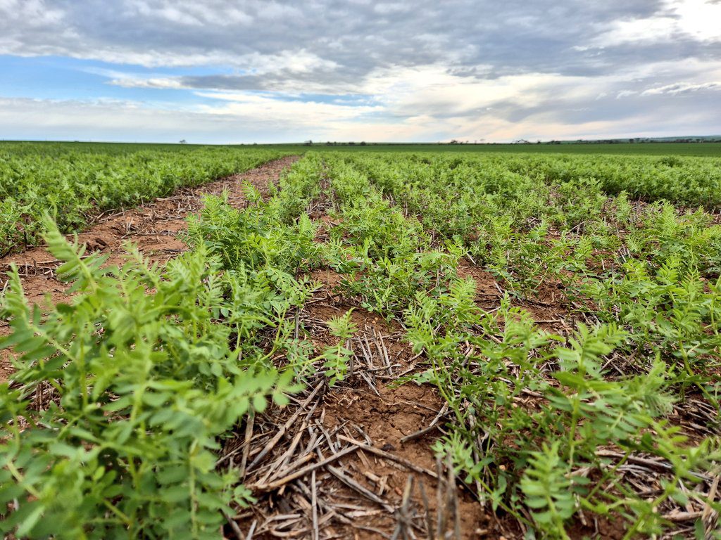 ABARES tips record lentil crop as pulse forecasts lift - Grain Central