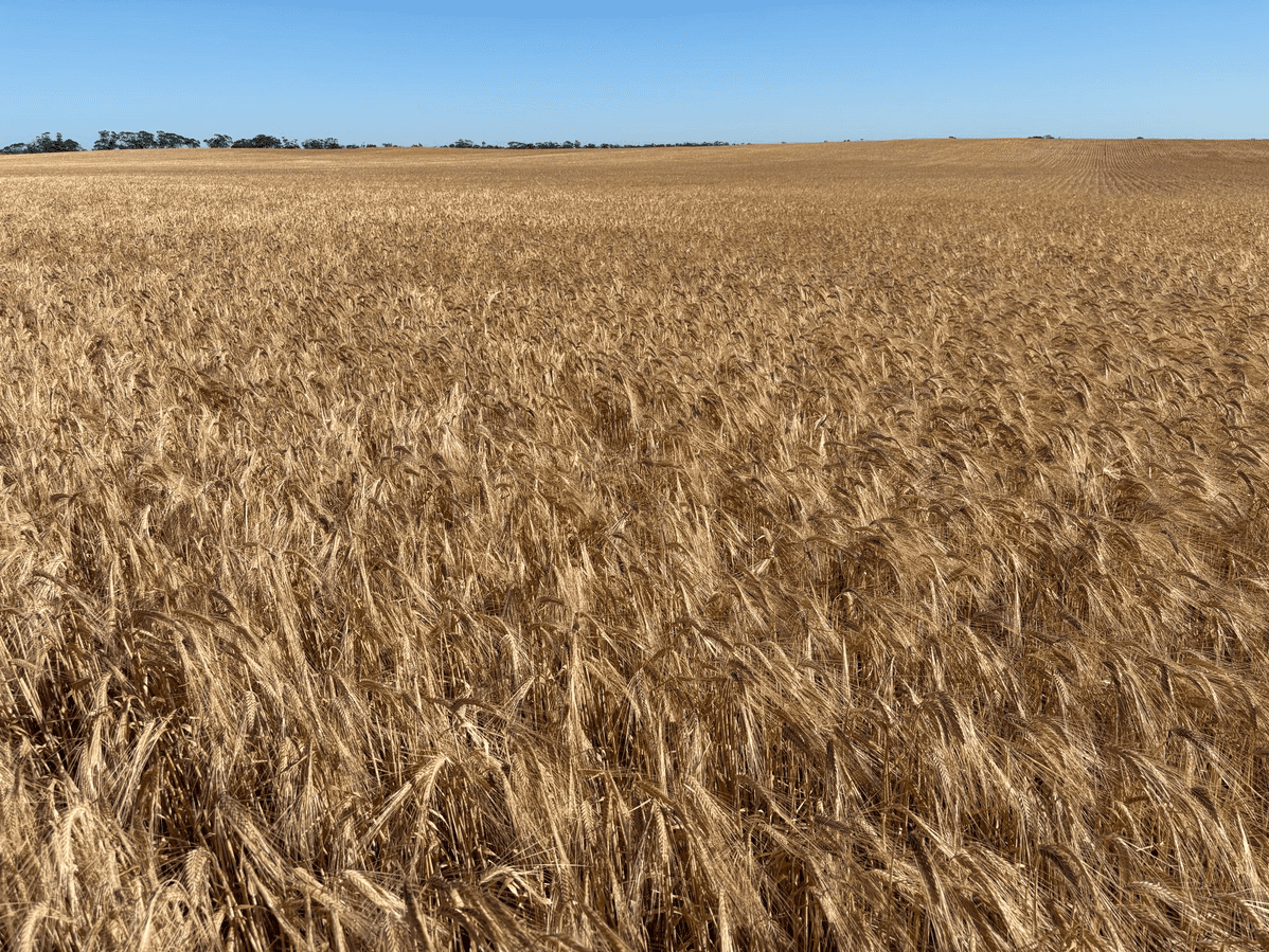 WA, SA harvests start, hay vs grain numbers run in south-east - Grain Central