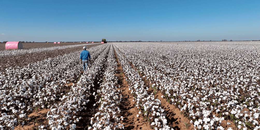 Ariah Park, Conargo, Condobolin country on market - Grain Central