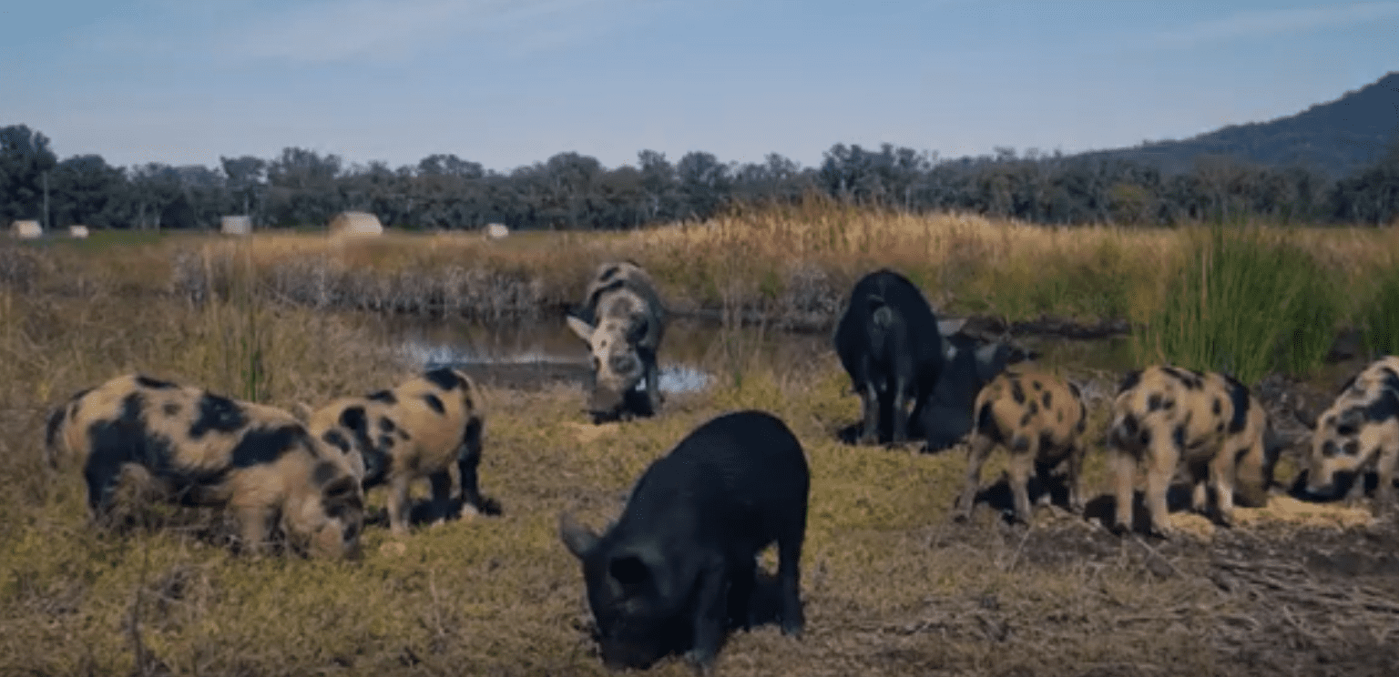 Burgeoning NSW feral pig populations in sights - Grain Central