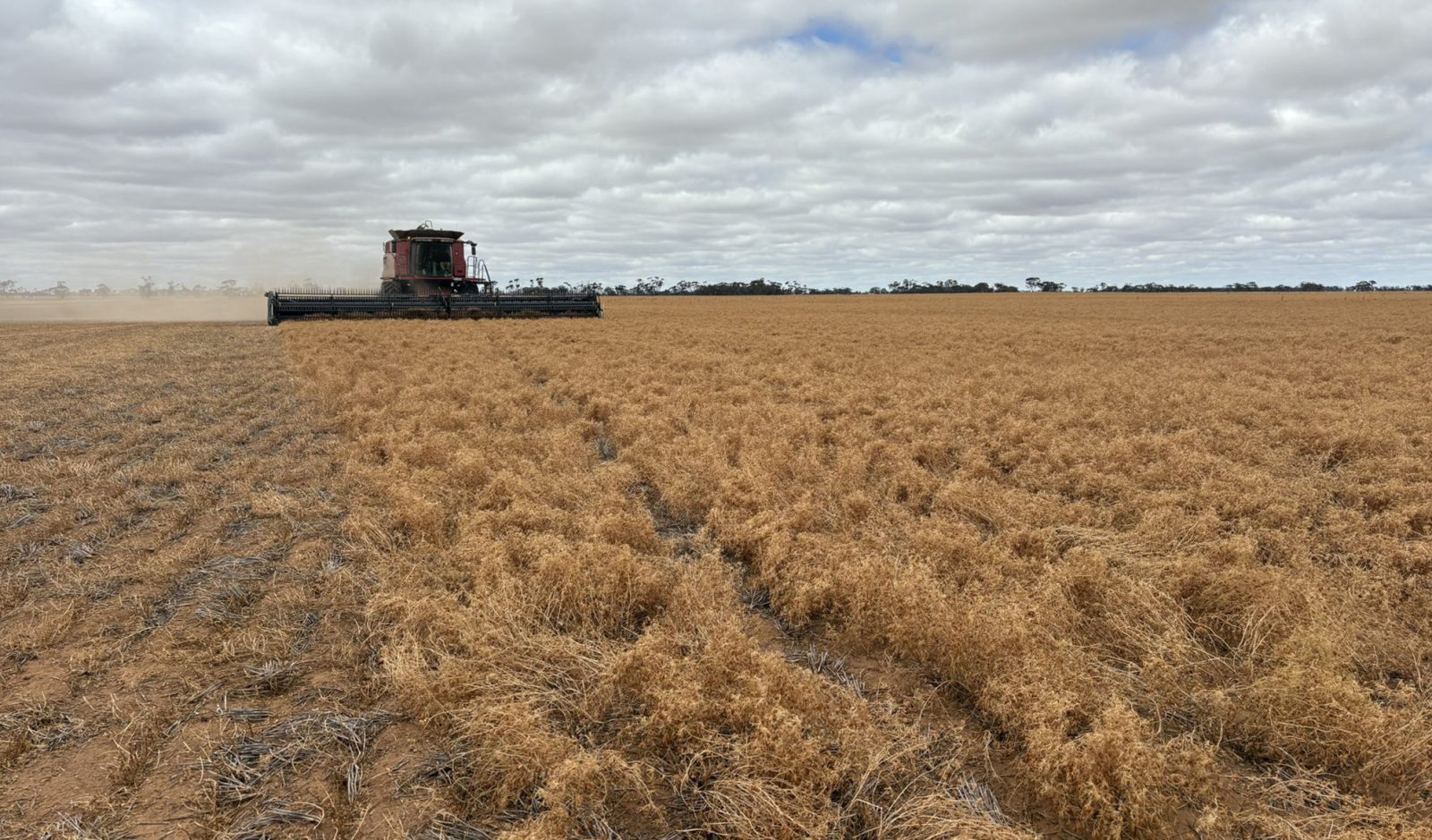 Australian chickpea exports surge in Oct, lentils steady - Grain Central