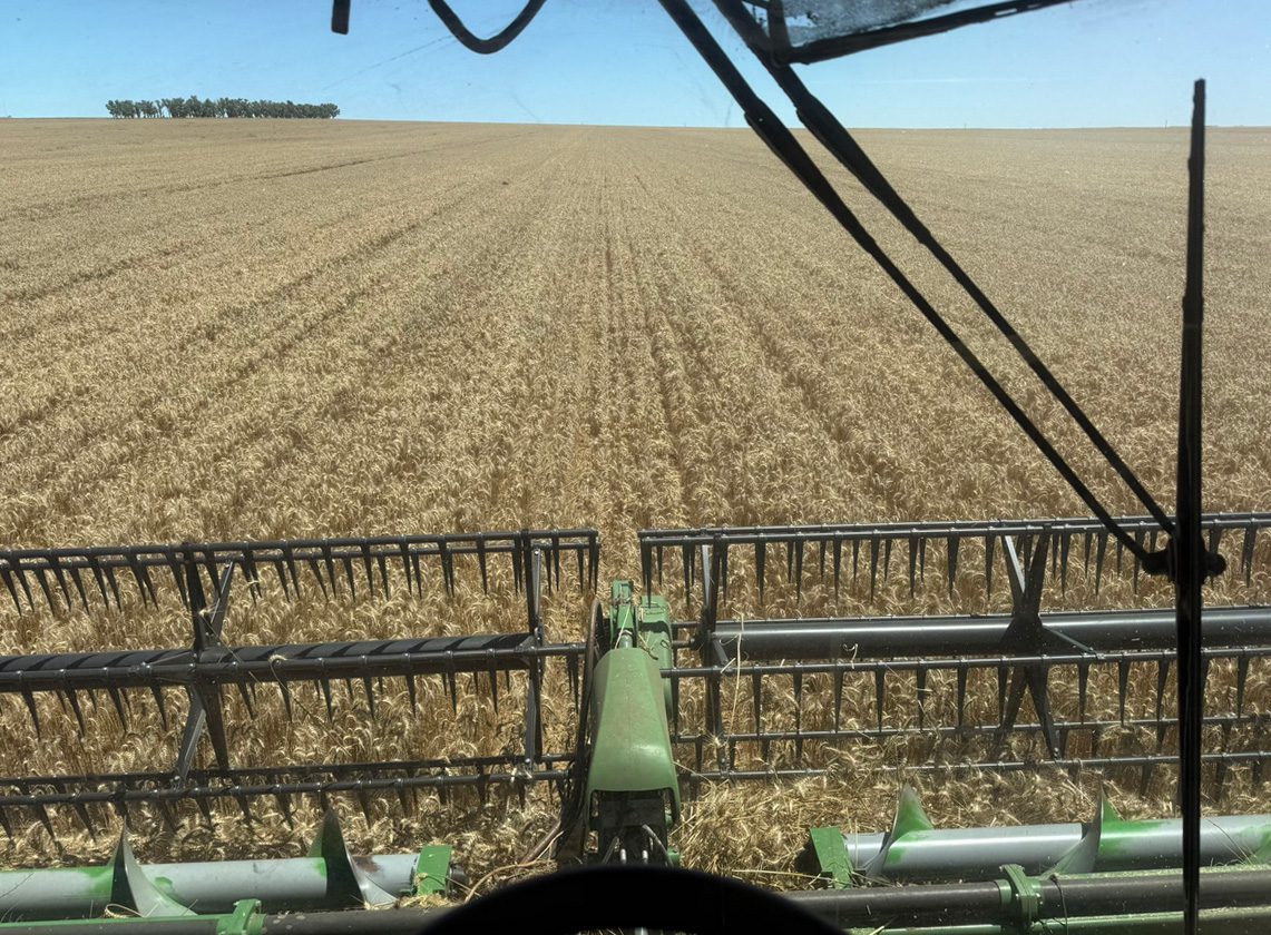 GIWA trims harvest estimate but record still seen - Grain Central