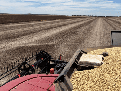 Pulse Update: Chickpeas kick, fabas, lentils flat - Grain Central