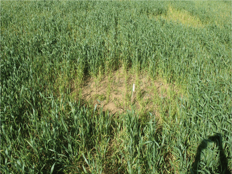 CSIRO delivers insights into costly fungal pathogen - Grain Central