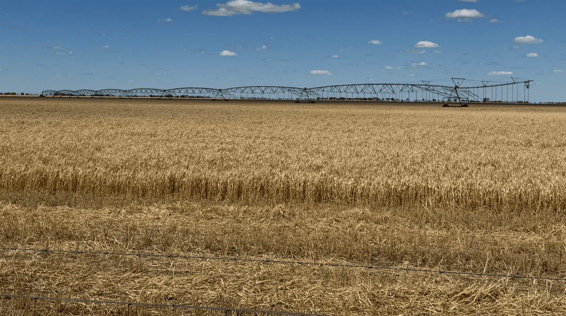 Diverse irrigated, dryland holdings on offer - Grain Central