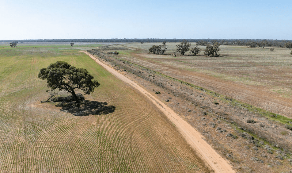 Mascotte Farm, Dungalear South return to NSW market - Grain Central