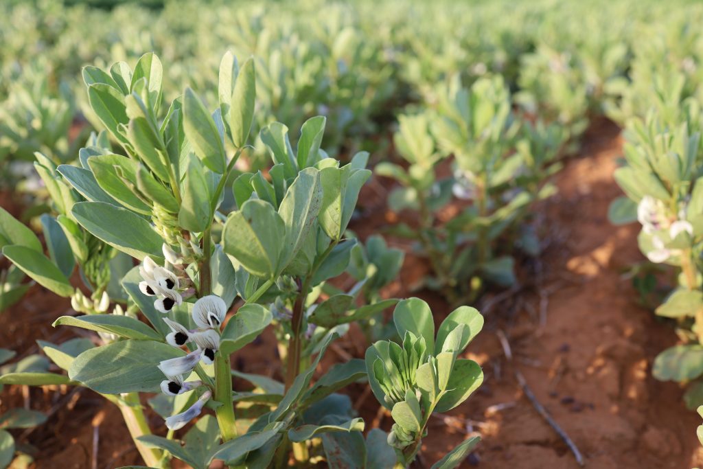 Program to supercharge faba bean breeding, expansion - Grain Central