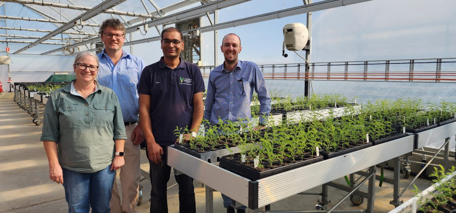 GRDC awards national chickpea breeding program to AGT - Grain Central