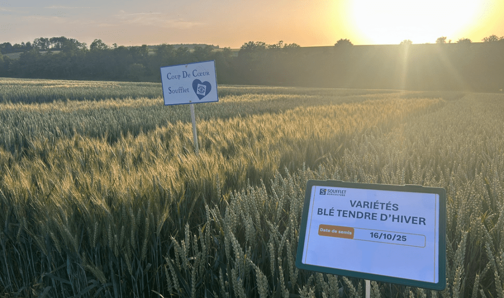 EU grain production stabilises on May rains - Grain Central