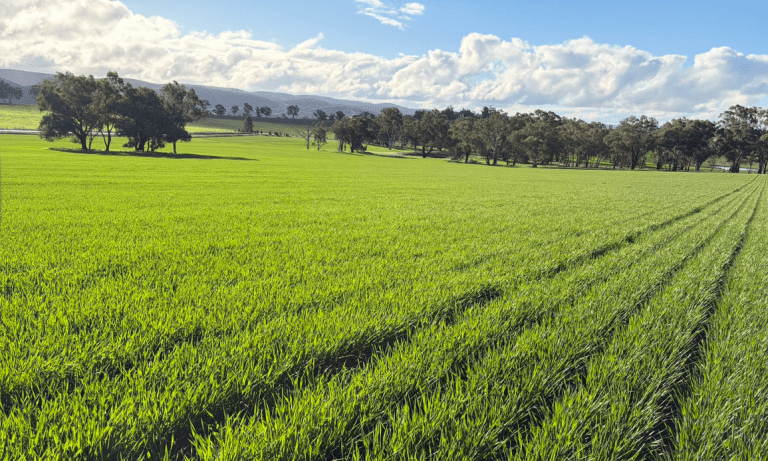 ABARES forecasts hefty drops for wheat, barley, canola - Grain Central