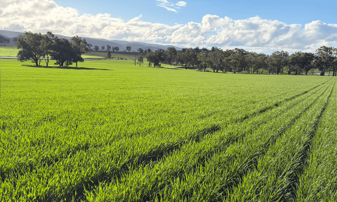 ABARES forecasts hefty drops for wheat, barley, canola - Grain Central