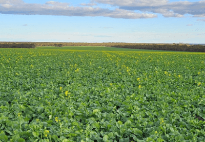 Australia exports 511,900t canola in April - Grain Central