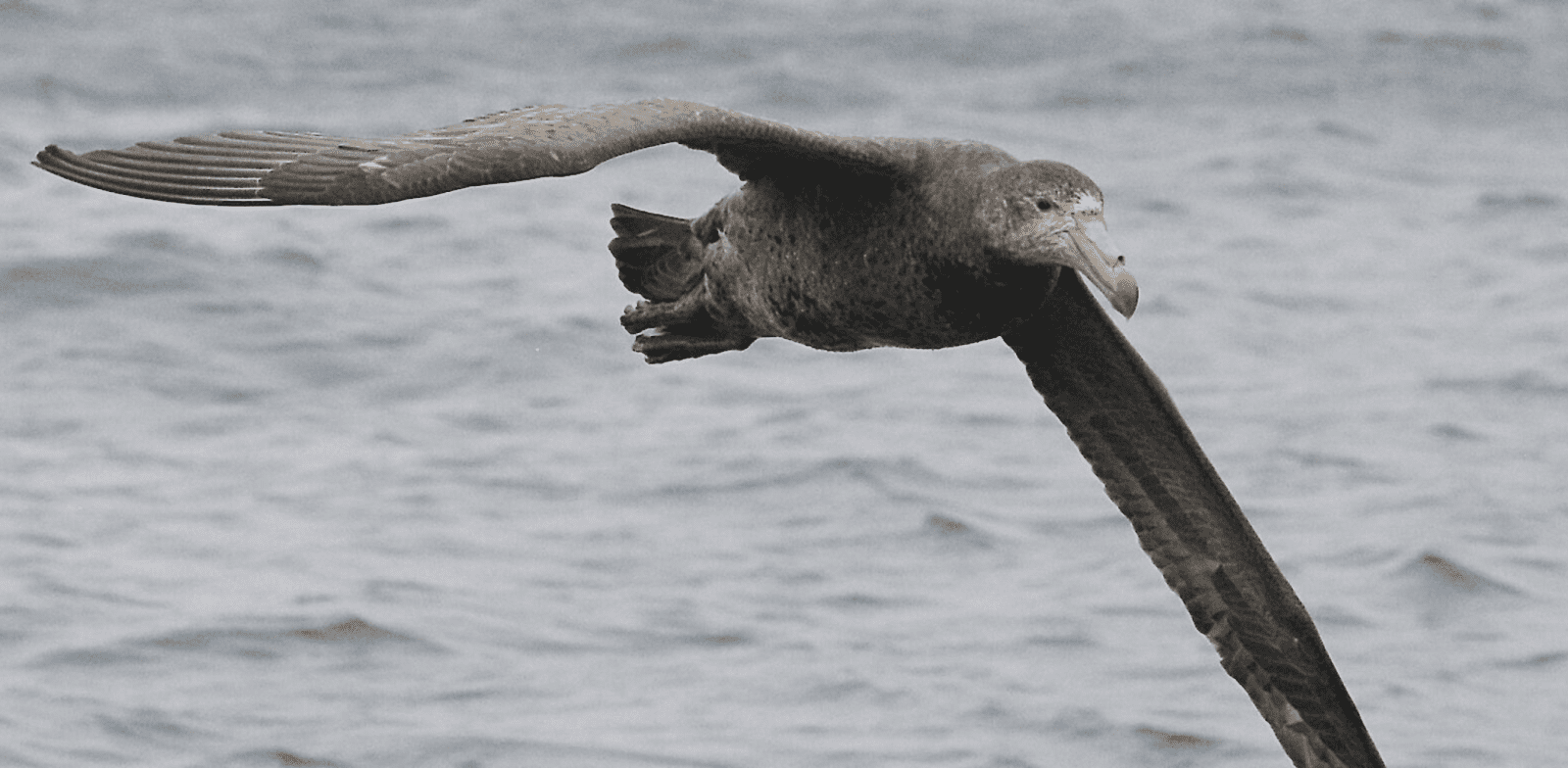 Ag, wildlife sector on alert as H5 makes landfall - Grain Central